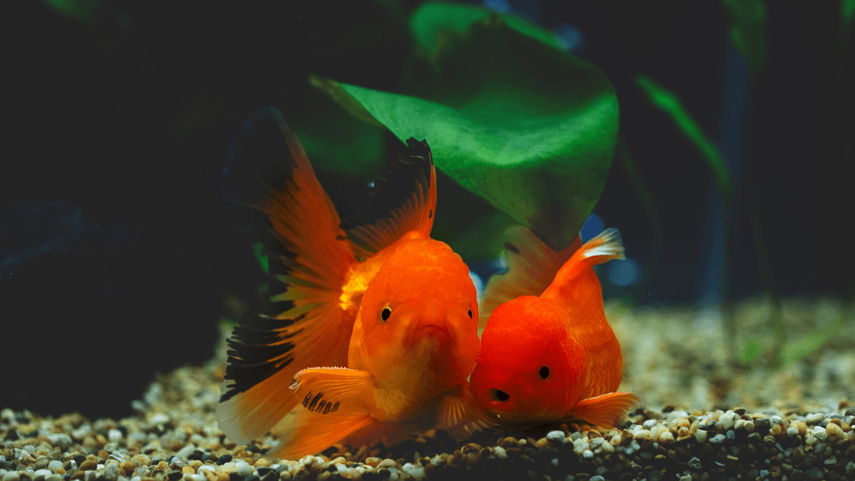 Peixe Kinguio Oranda: Conheça e Aprenda a Cuidar dessa Espécie