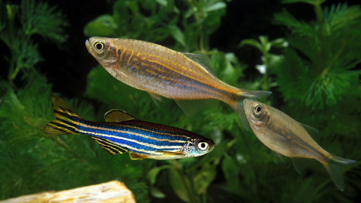 Peixe Zebrinha: Saiba tudo sobre essa espécie exótica no Brasil em 2023