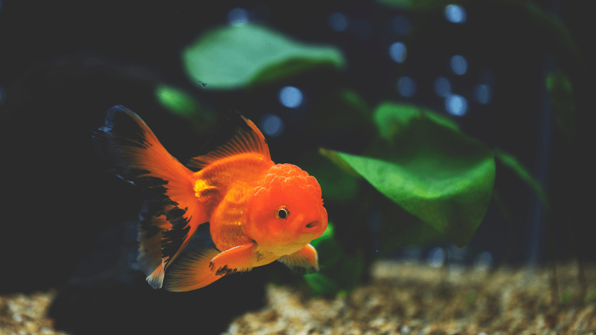 Peixe Kinguio Oranda: Conheça e Aprenda a Cuidar dessa Espécie