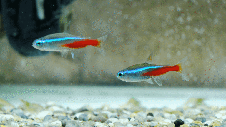 Peixe Neon Cardinal: Guia Completo para Criar e Cuidar de Neons ...