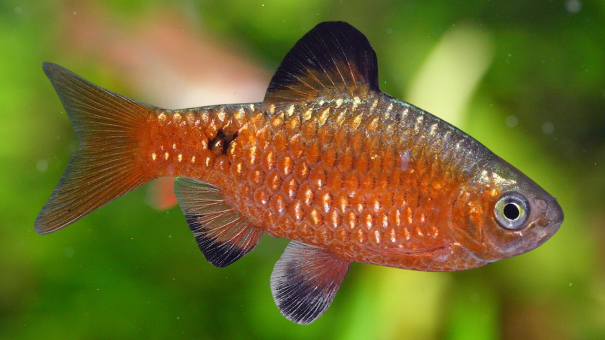 Peixe Barbo Rosado: Saiba tudo sobre essa espécie exótica no Brasil em 2023