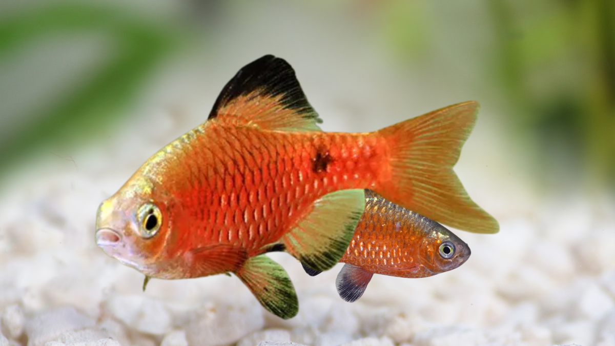 Peixe Barbo Rosado: Saiba tudo sobre essa espécie exótica no Brasil em 2023