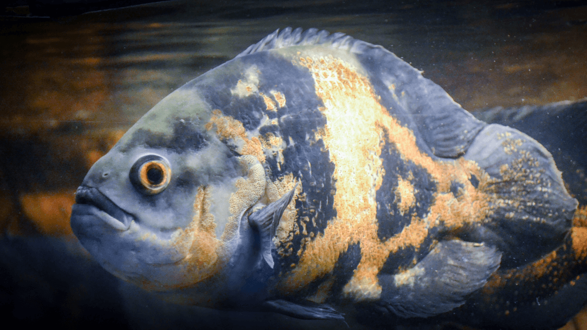 Peixe Oscar: Cuidados e características para manter um aquário saudável ...