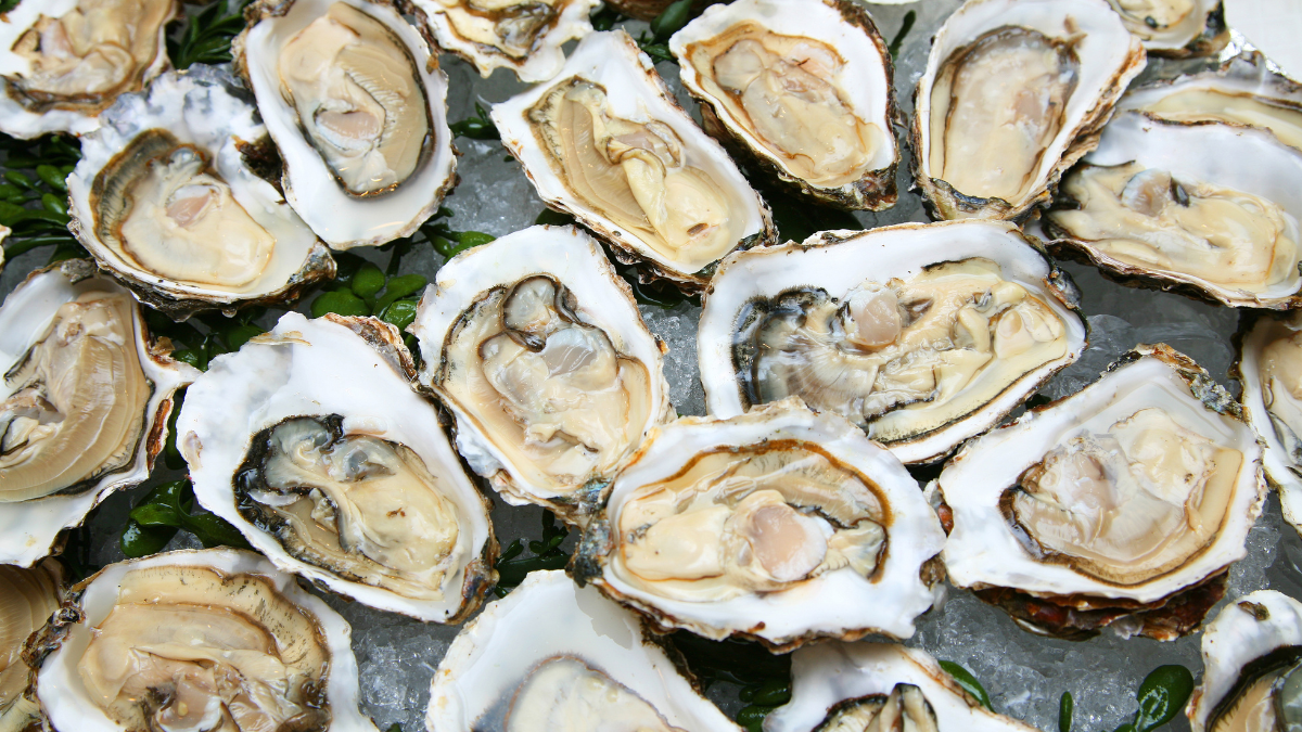 Tudo sobre as Ostras: Descubra os Segredos e Benefícios em 2023