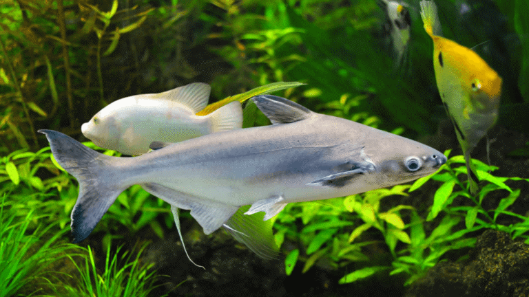 Peixe Cascudo de Aquário: Tudo sobre os Cuidados Essenciais ...
