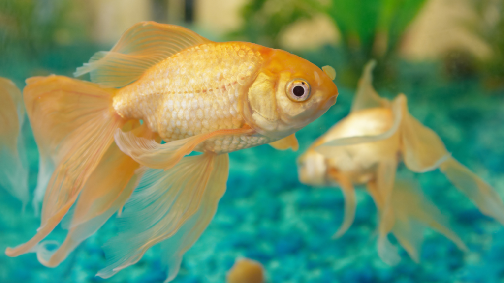 Peixe diabo negro Melanocetus johnsonii: Características e fatos que ...