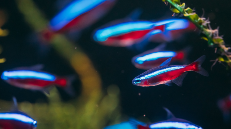 Tudos sobre o Tetra Neon Cardinal Paracheirodon Axelrodi