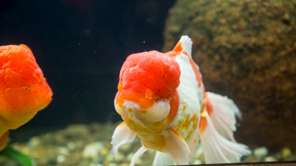 Peixe diabo negro Melanocetus johnsonii: Características e fatos que ...