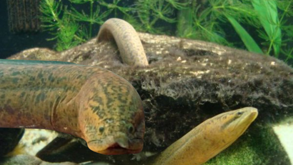 Tudo sobre o Peixe Mussum Synbranchus marmoratus