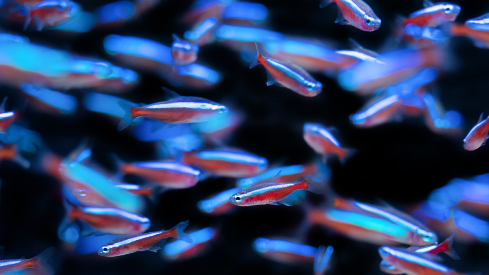 Tudos sobre o Tetra Neon Cardinal Paracheirodon Axelrodi