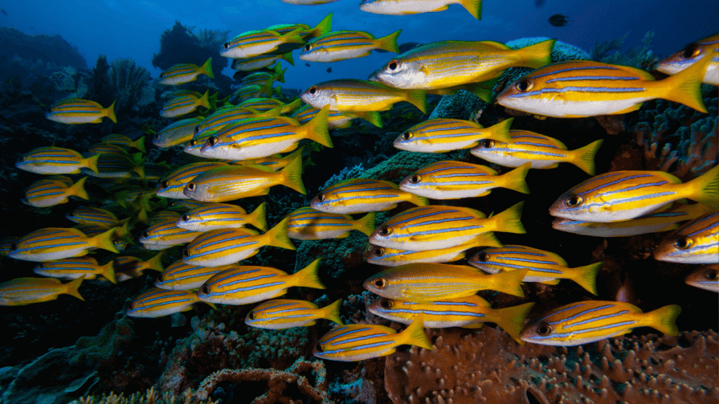 Top 50 Peixes Bonitos de Aquário