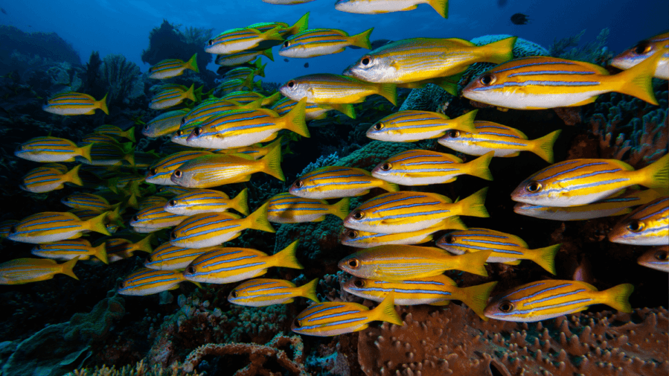 Top 50 Peixes Bonitos de Aquário