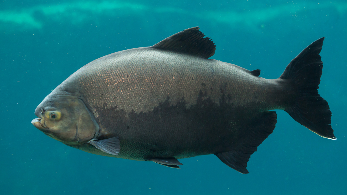 Tambaqui: Dicas para Criação de Tambaqui em Açudes em 2025