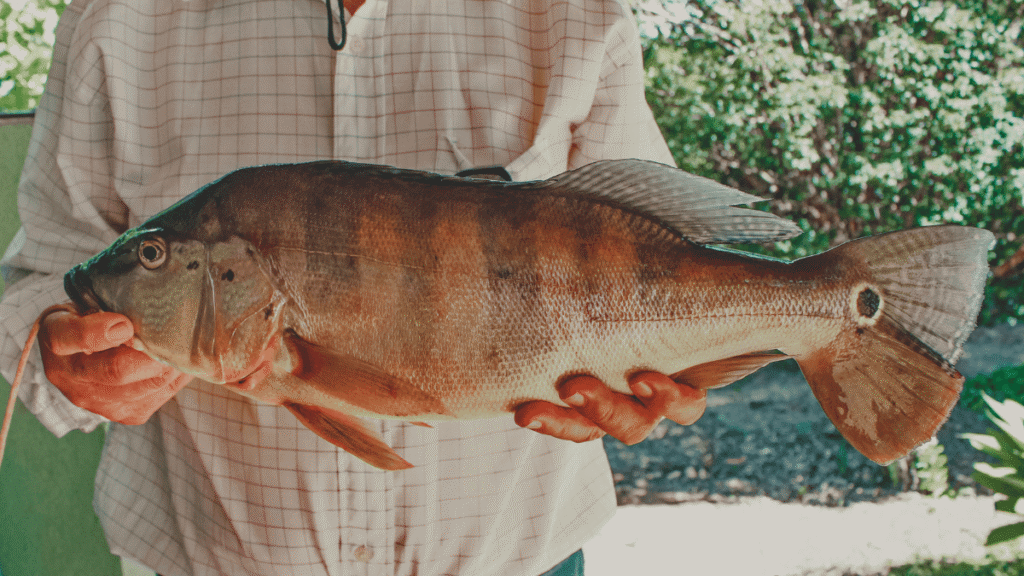 Peixe Tucunaré (Cichla ocellaris): Guia para Criação de Tucunaré e ...