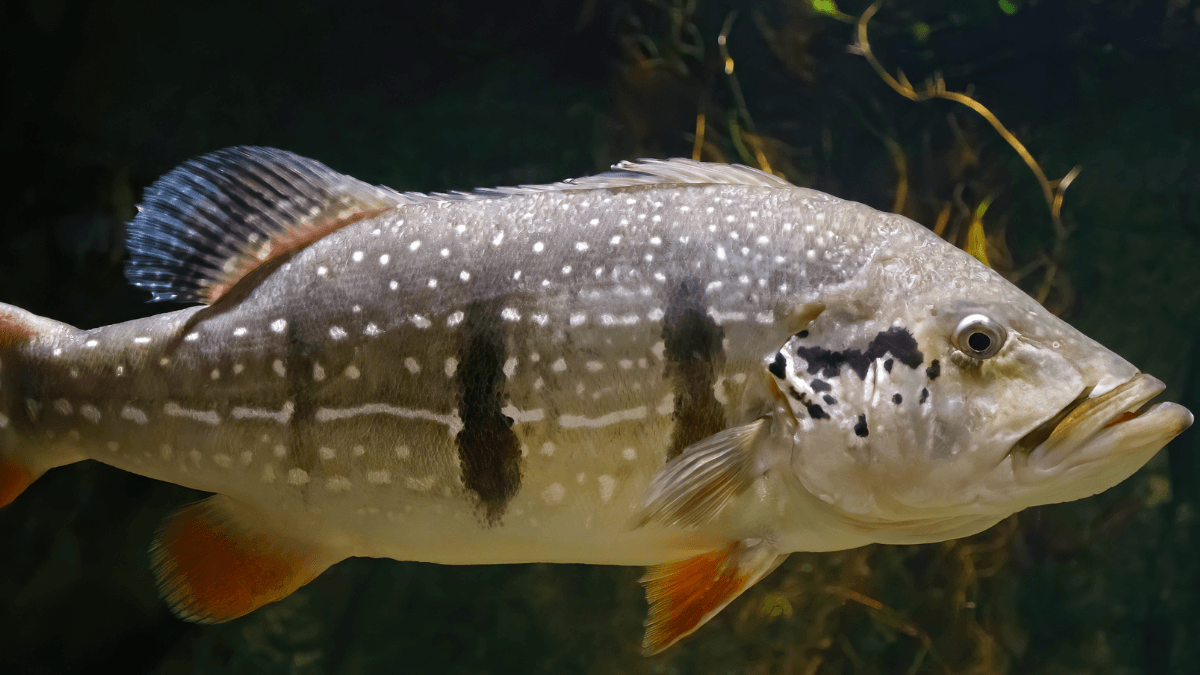 Peixe Tucunaré (Cichla ocellaris): Guia para Criação de Tucunaré e ...