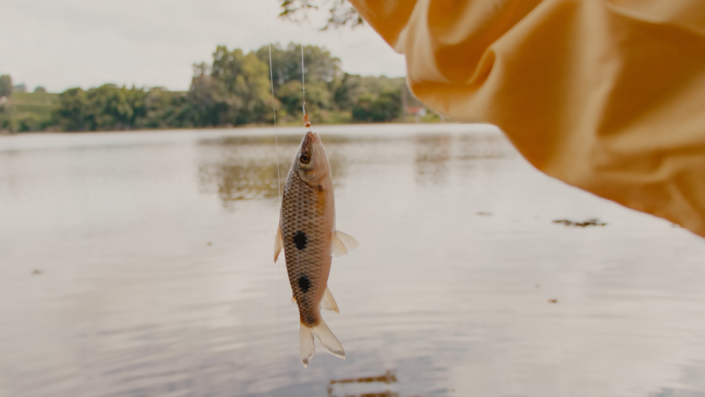 Peixe Piau : Guia Completo para Criação de Piau em Açudes em 2025