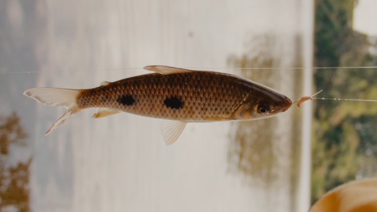 Peixe Piau : Guia Completo para Criação de Piau em Açudes em 2025