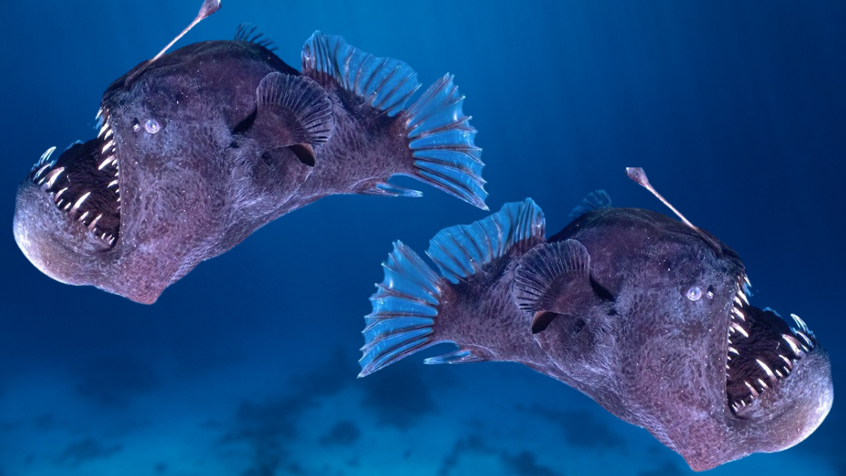 Peixe diabo negro Melanocetus johnsonii: Características e fatos que ...