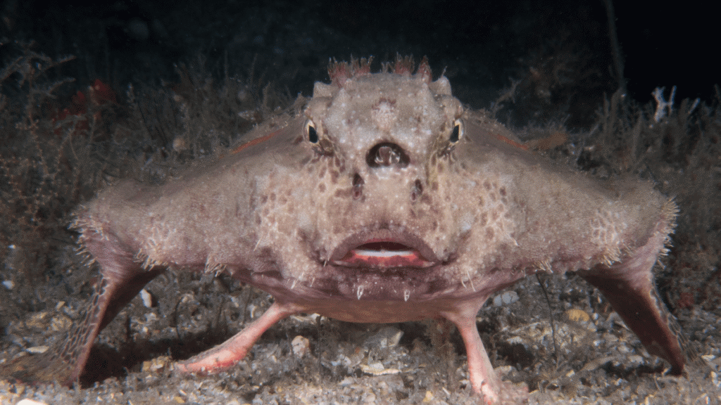 Peixe-morcego-de-boca-vermelha (Ogcocephalus darwini) Características e ...