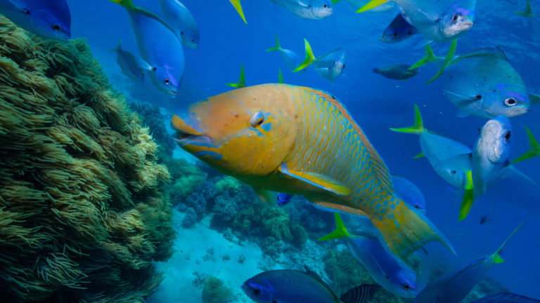 Peixe-papagaio (Família Scaridae): Características e Habitat