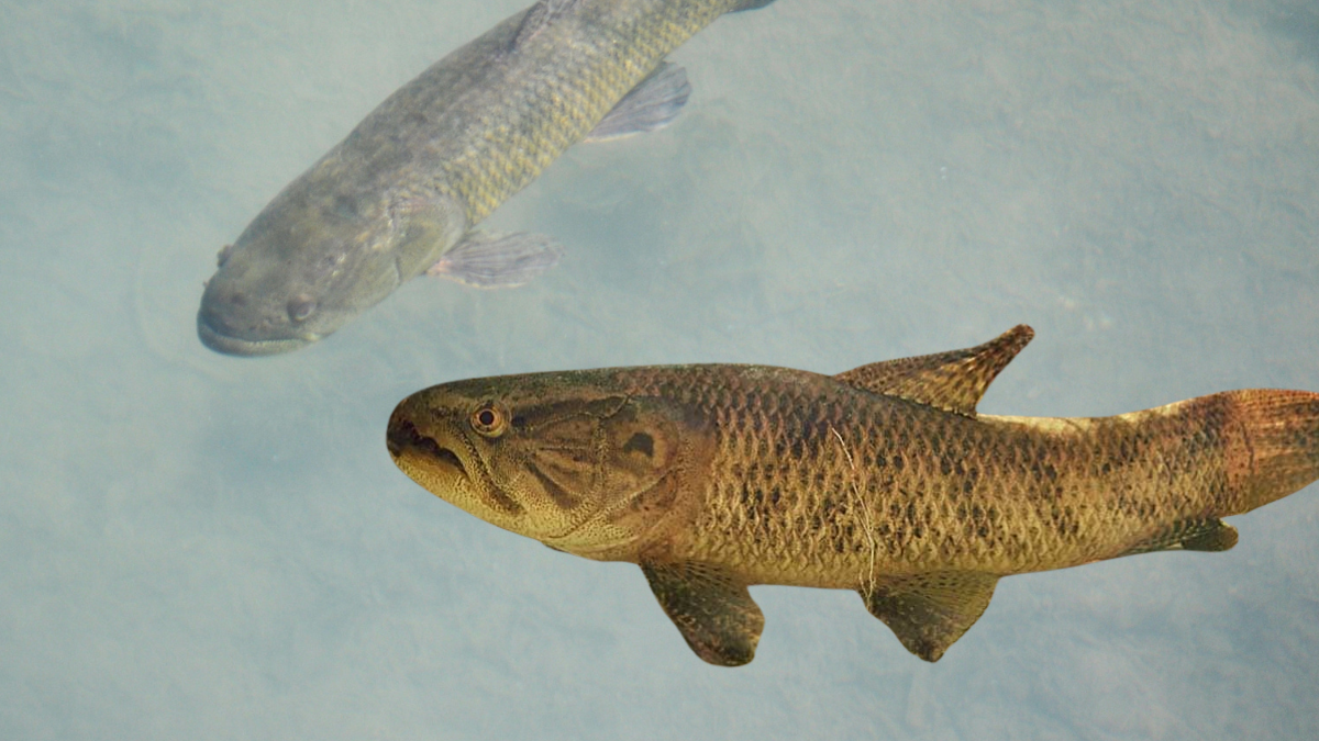 Peixe Traira: Guia completo Sobre suas Características, Cuidados e ...