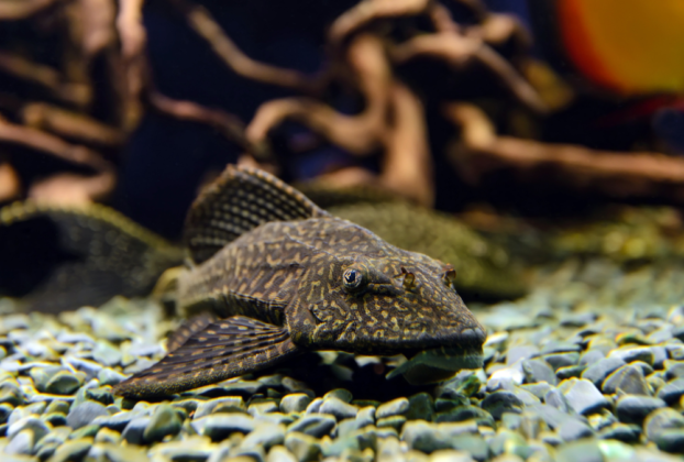 Peixe diabo negro Melanocetus johnsonii: Características e fatos que ...
