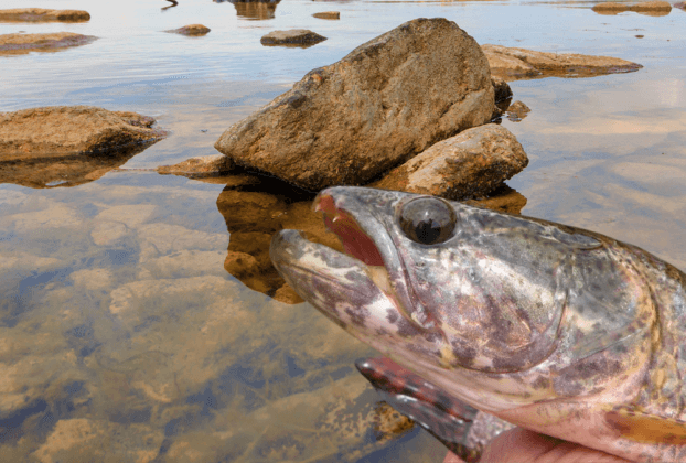 Peixe panga é saudável? Descubra a verdade completa