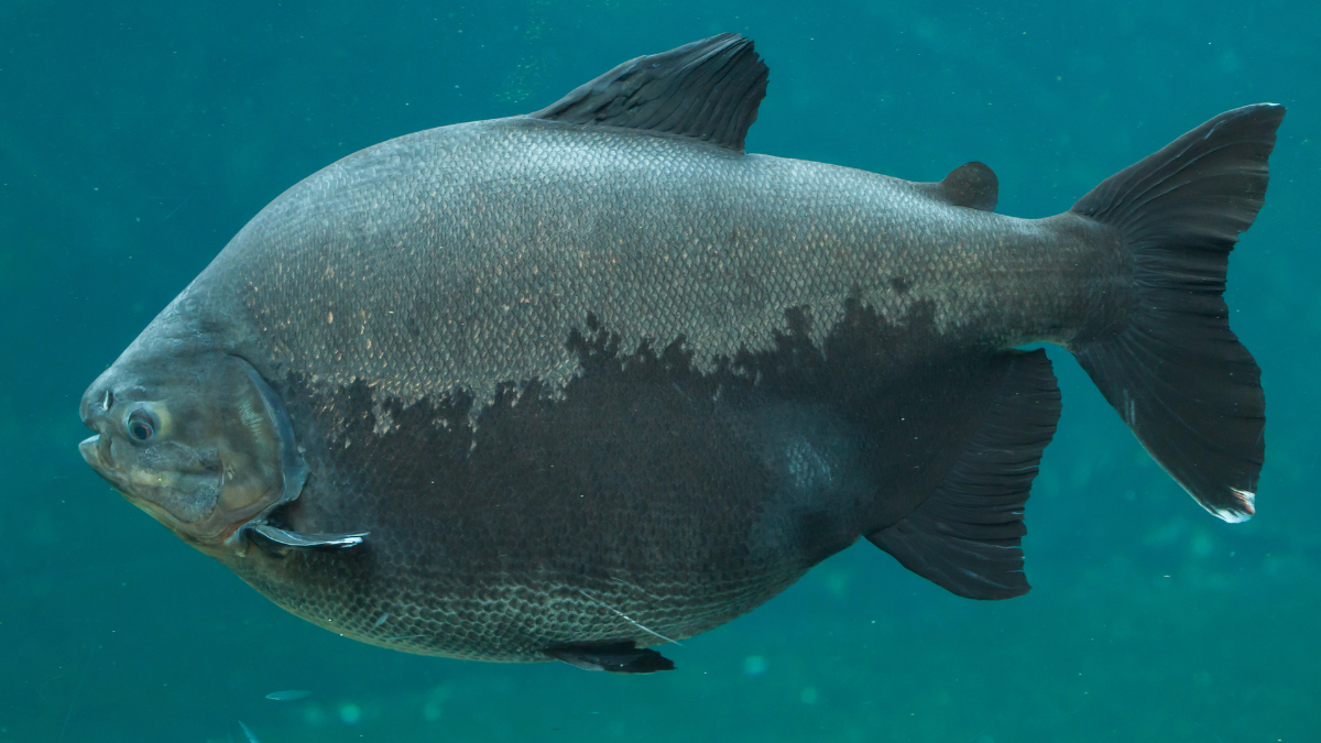 Tudo Sobre o peixe Tambaqui: Características, Alimentação e Habitat.