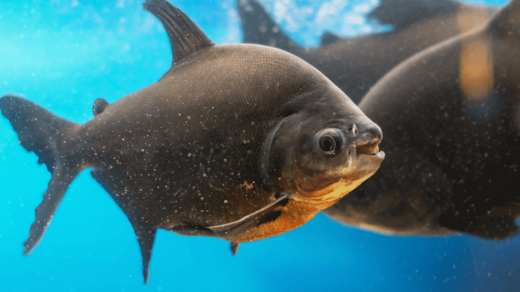 Diferenças Entre Tambaqui e Pacu: Aprenda a Identificar Esses Peixes