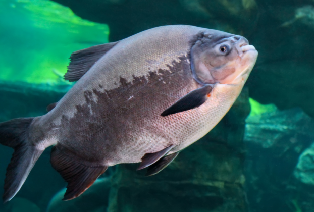 Peixe diabo negro Melanocetus johnsonii: Características e fatos que ...