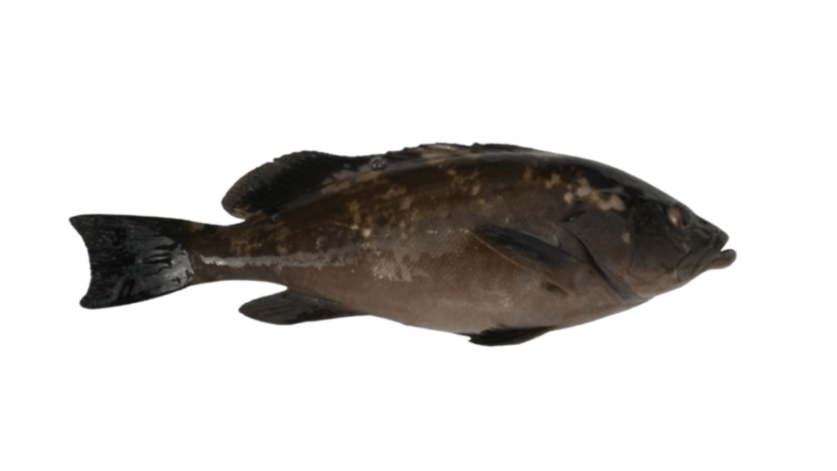 Peixes Badejo: Guia Completo Sobre Espécies, Habitat, Alimentação e ...